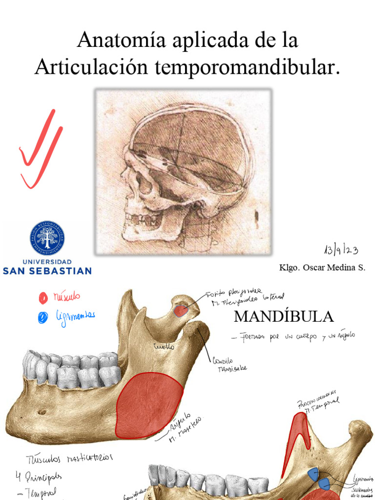 Anatomía de la ATM y su función | PDF | Tejido suave | Cabeza y cuello ...