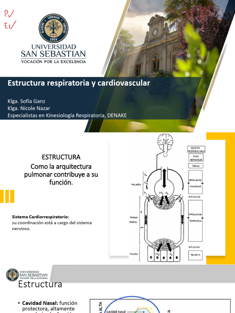 Clase Repaso Estructura Del Sistema Cardiorrespiratorio_3d13dfdd2550b35ed00f0fdf6ab19d21 2 | PDF ...