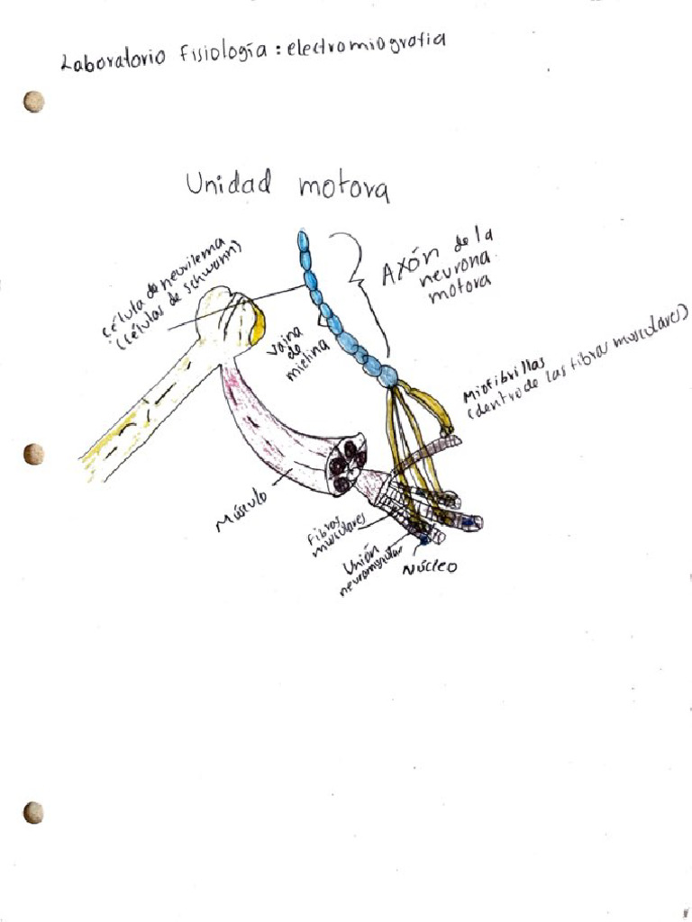 Dibujo Unidad Motora | PDF