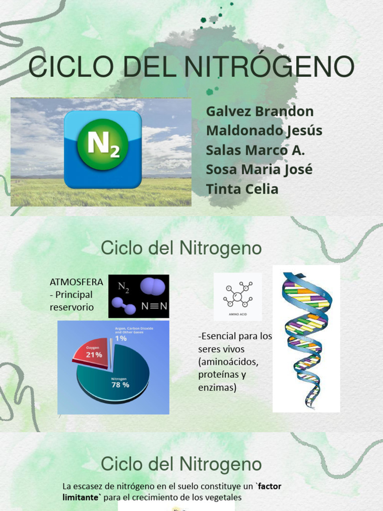 Ciclo Del Nitrógeno | PDF