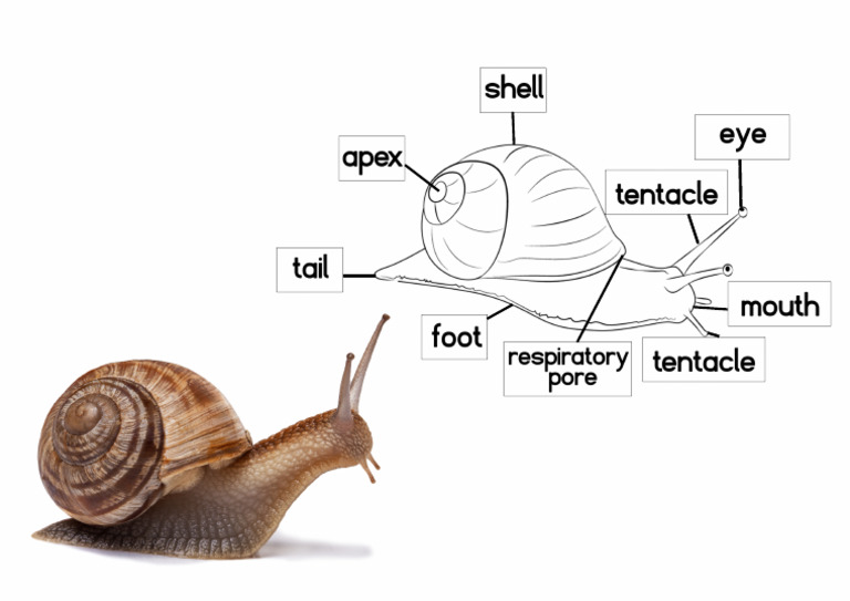 Anatomy of A Snail | PDF