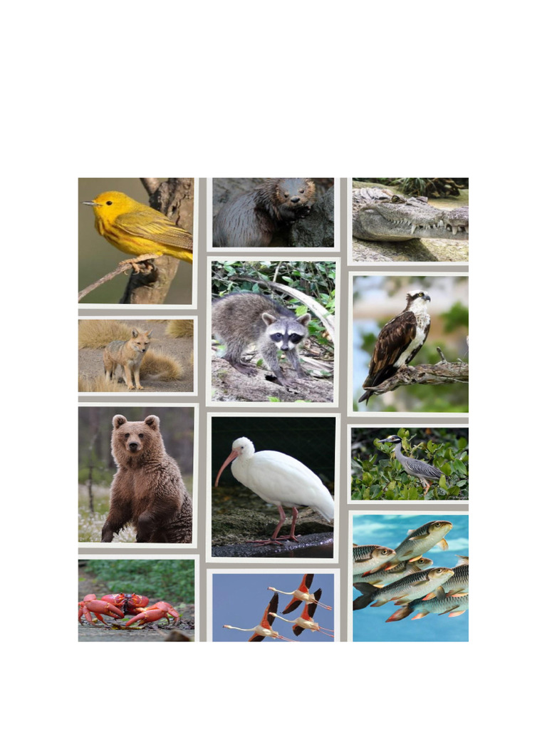 Animales | PDF