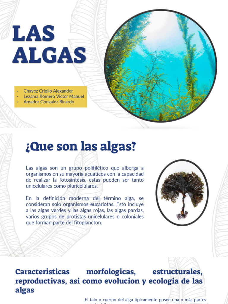 ALGAS-comprimido | PDF | Algas | Organismos