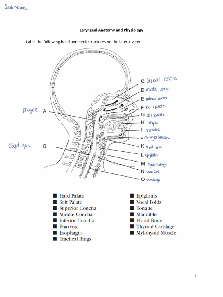 Worksheet 1 | PDF | Larynx | Respiratory System