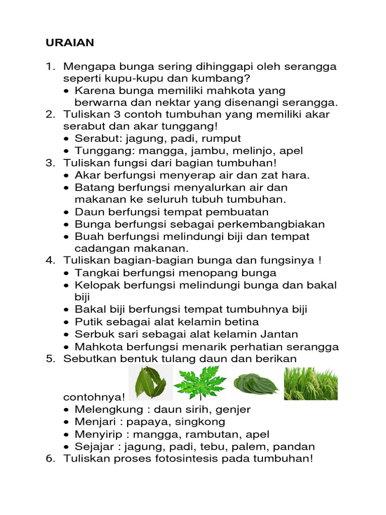 Latihan Soal URAIAN IPAS Tumbuhan | PDF