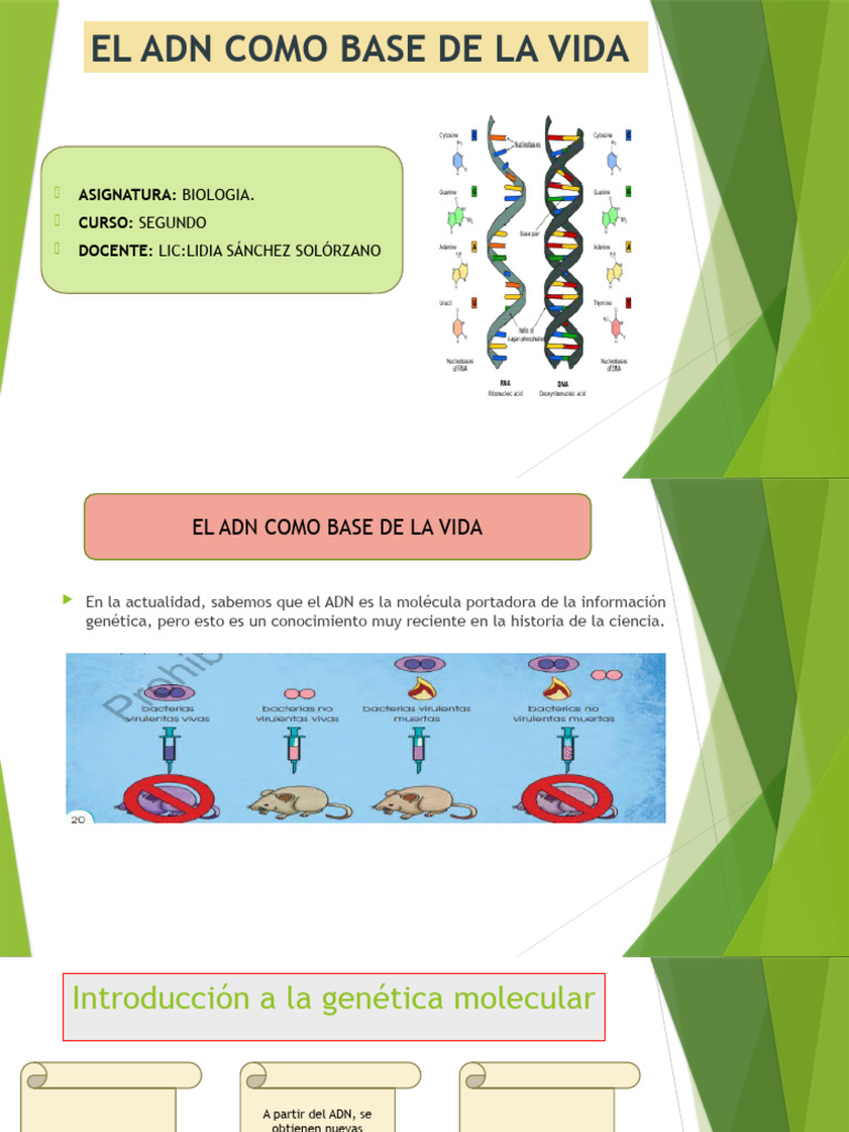 Segundo B.g.u.4 de Octubre Al 8 de Octubre | PDF | Adn | Replicación De Adn