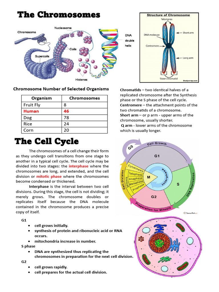 Cell cycle and Mitosis fact sheet | PDF | Mitosis | Chromosome