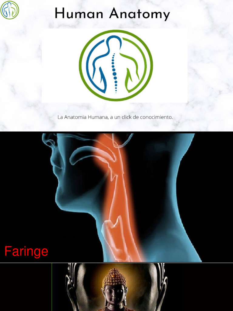 Anatomía Detallada de Faringe y Laringe | PDF | Laringe | Anatomía