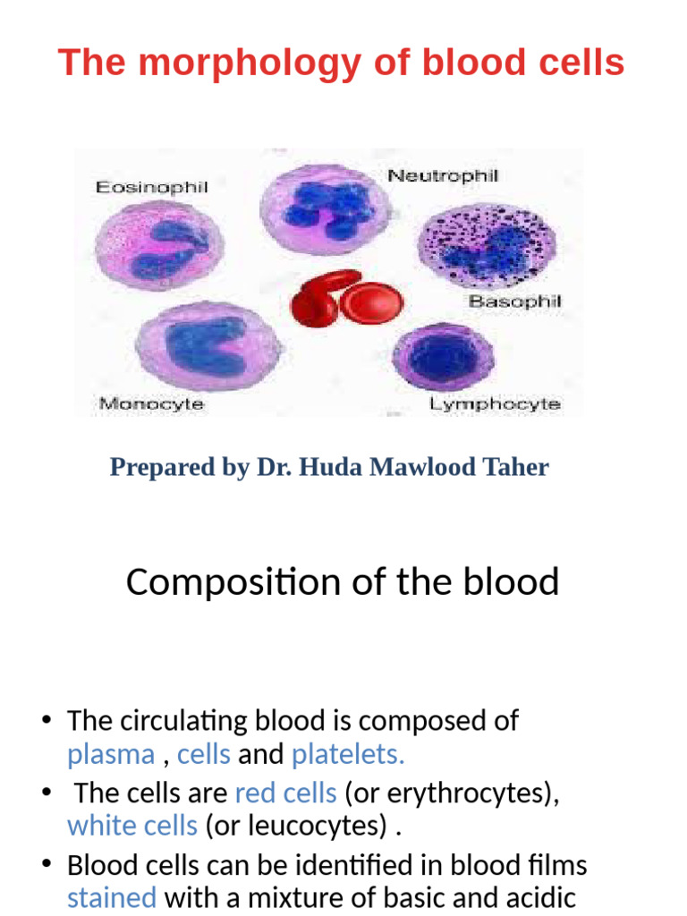 Blood Film | PDF | White Blood Cell | Granulocyte
