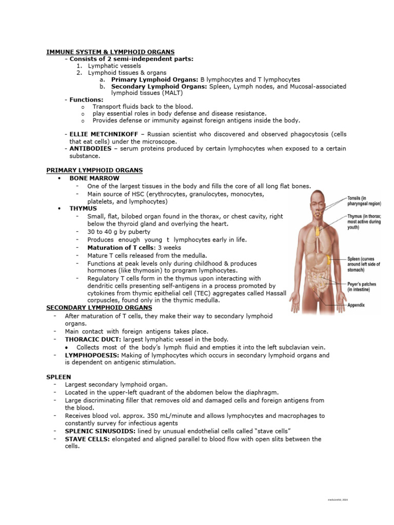 Immune System and Lymphoid Organs | PDF | Lymphatic System | Lymphocyte