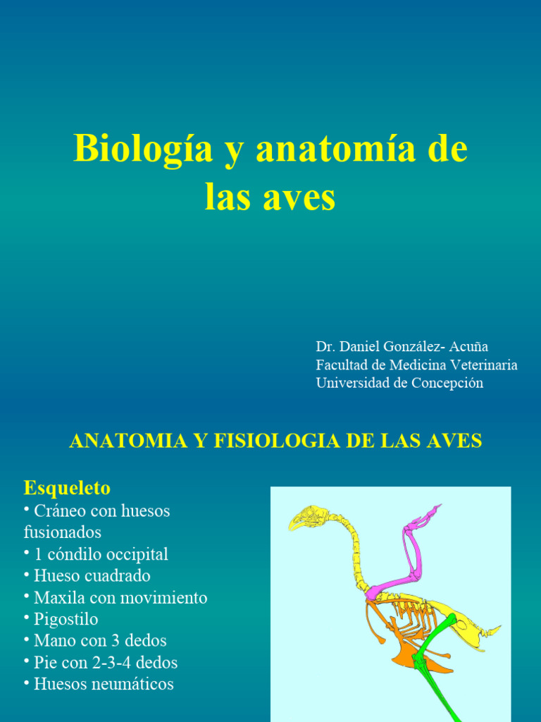Anatomía y Fisiología de las Aves | PDF | Sistema circulatorio | Corazón