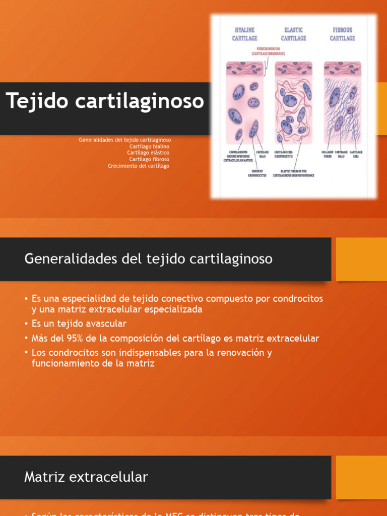 Tipos y características del cartílago | PDF | Cartílago | La matriz ...