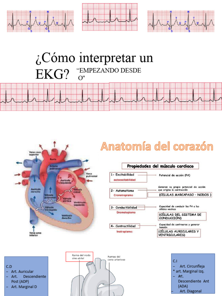Como Interpretar Un Electrocardiograma EKG | PDF