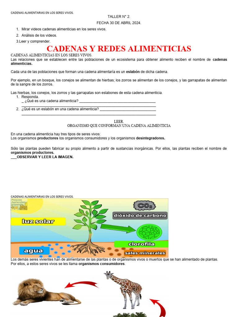 Cadenas Alimenticias: Taller y Análisis | PDF | Alimentos | Plantas