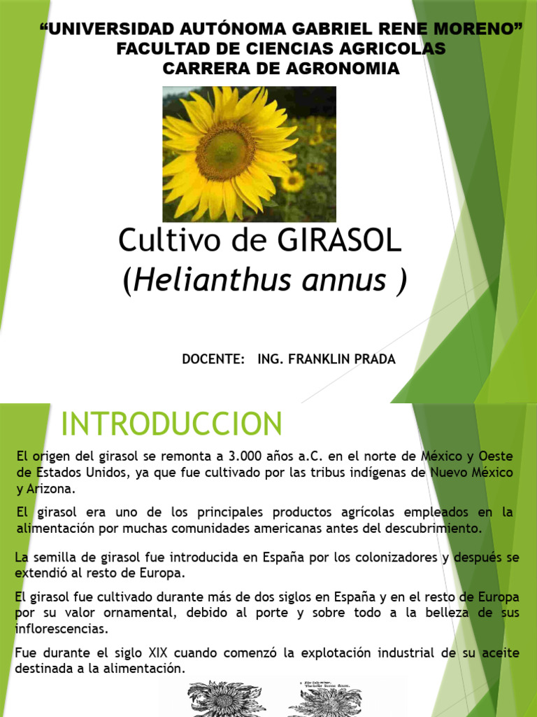 Girasol Pdf Flores Suelo