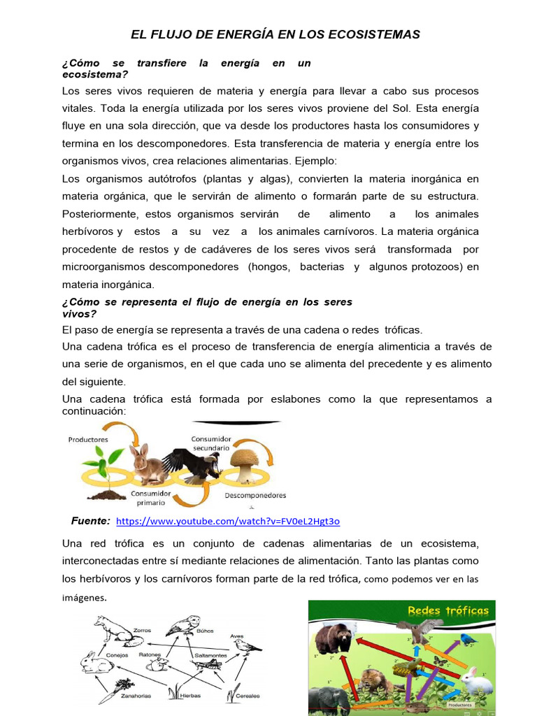 El Flujo de Energía en Los Ecosistemas | PDF | Red alimentaria | Biología