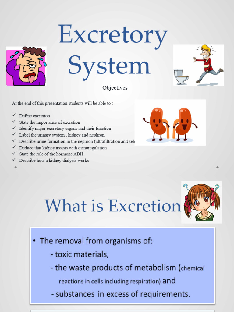 Excretory system-PowerPoint | Download Free PDF | Kidney | Excretion