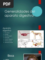 Aparato Digestivo de Las Aves | PDF | Sistema digestivo humano | Estómago