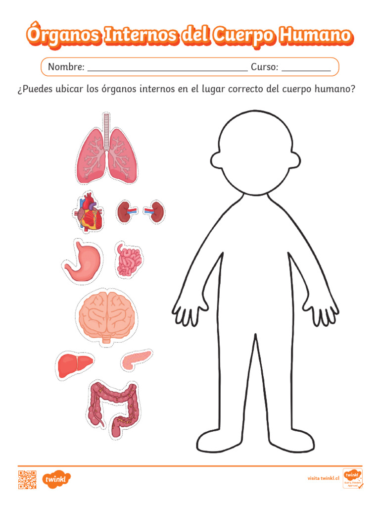 CL CN 1704378538 Actividad Organos Internos Del Cuerpo Humano Ver 1 ...
