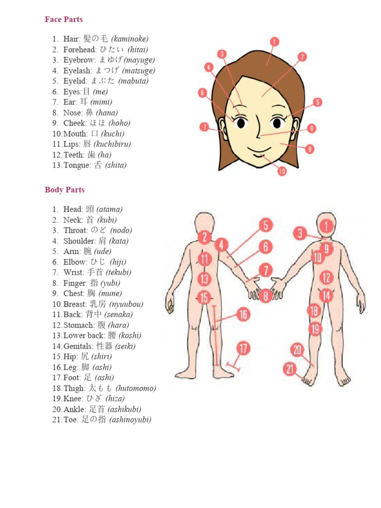 Body Parts in Japanese | PDF