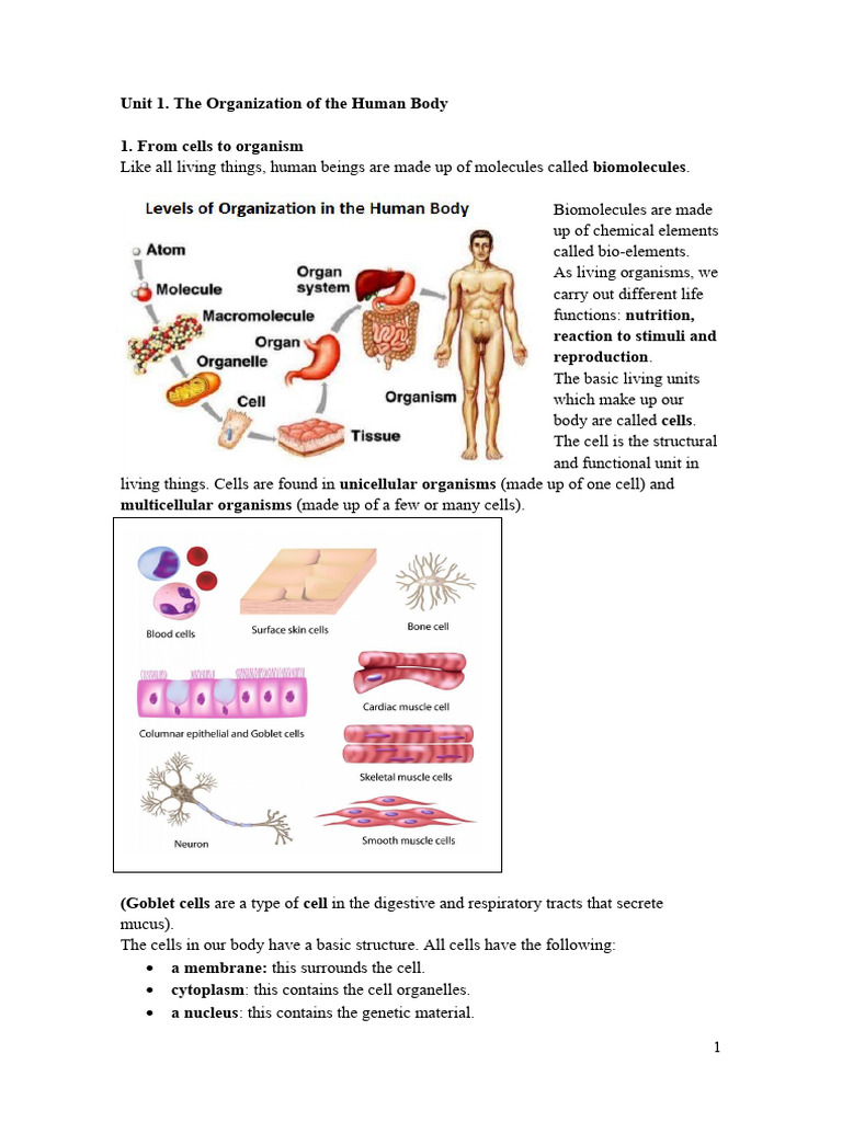 Human Body a1 | PDF | Tissue (Biology) | Human Body