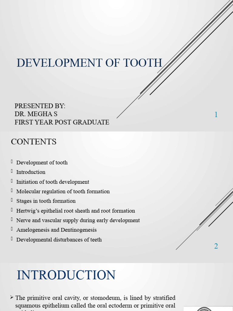 Tooth Development: Stages and Regulation | PDF | Dentin | Tooth Enamel