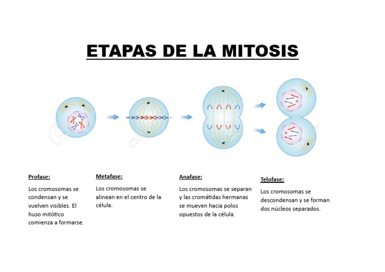 Etapas de La Mitosis | PDF