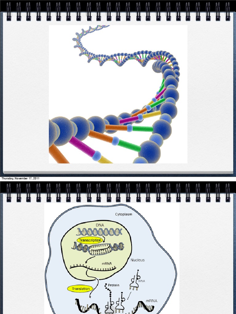 DNA Structure, Replication, Mitosis, Meiosis | PDF | Nucleic Acids ...