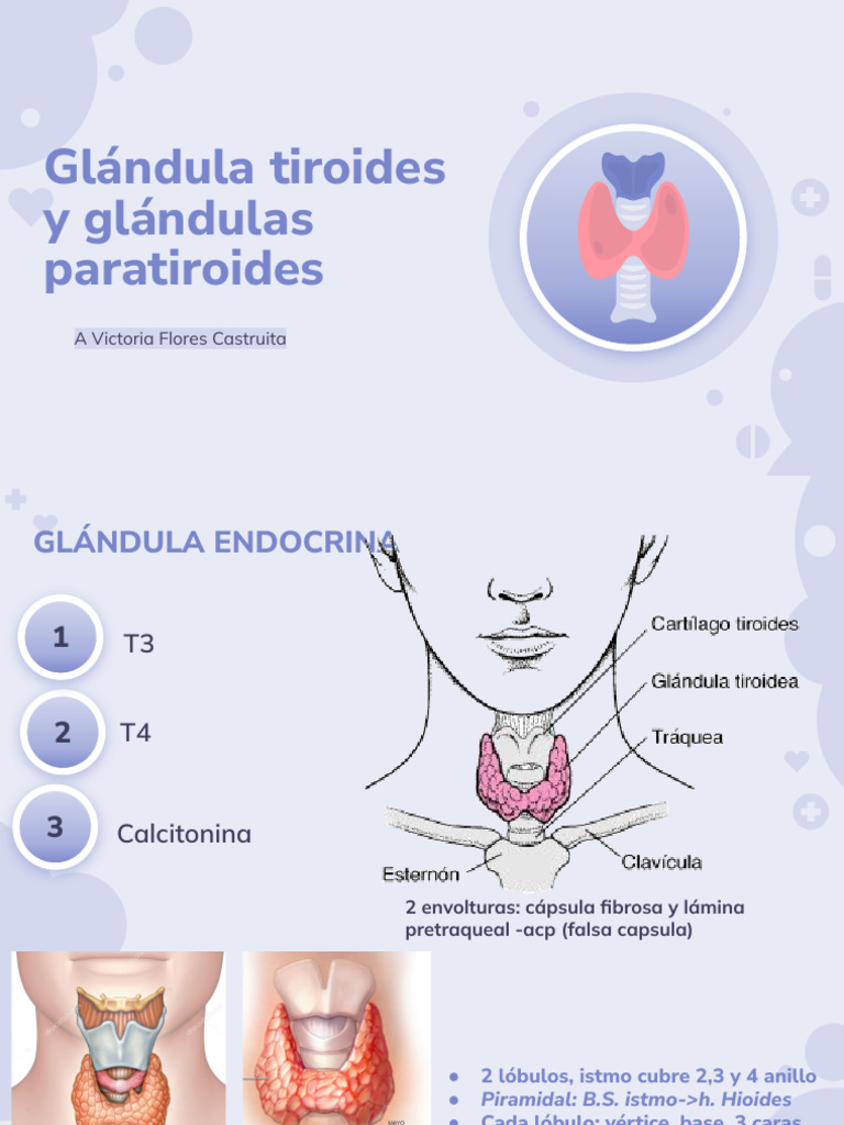 Anatomía de Tiroides y Paratiroides | PDF