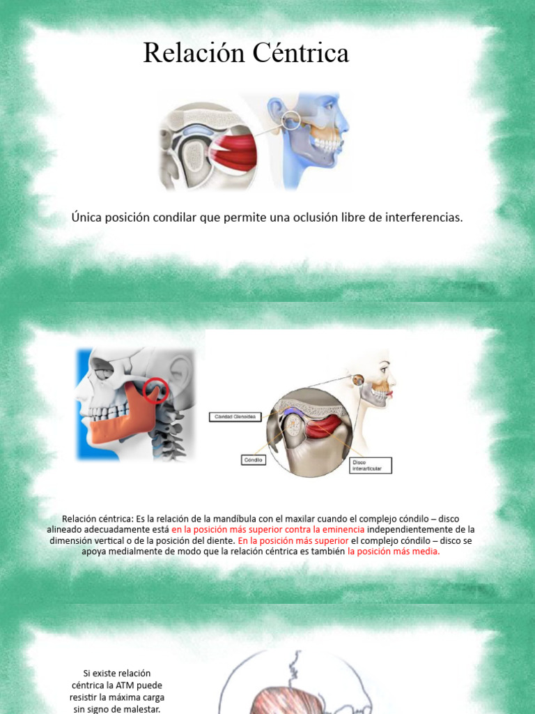 Relación Céntrica | Descargar gratis PDF | Músculo | Anatomía