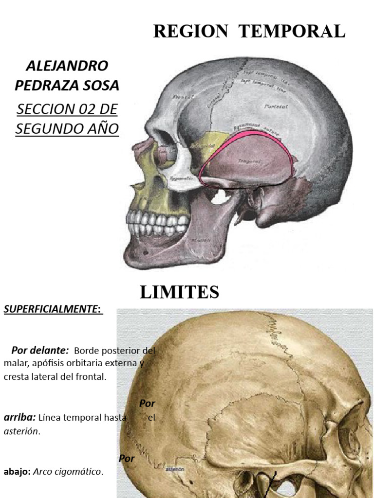Anatomía de la Región Temporal | PDF | Anatomía humana | Anatomía