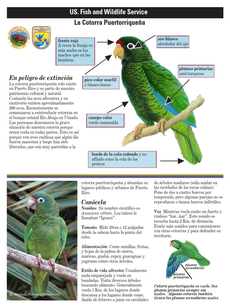 Cotorra Puertorriqueña: Peligro y Conservación | PDF | Aves | Ornitología