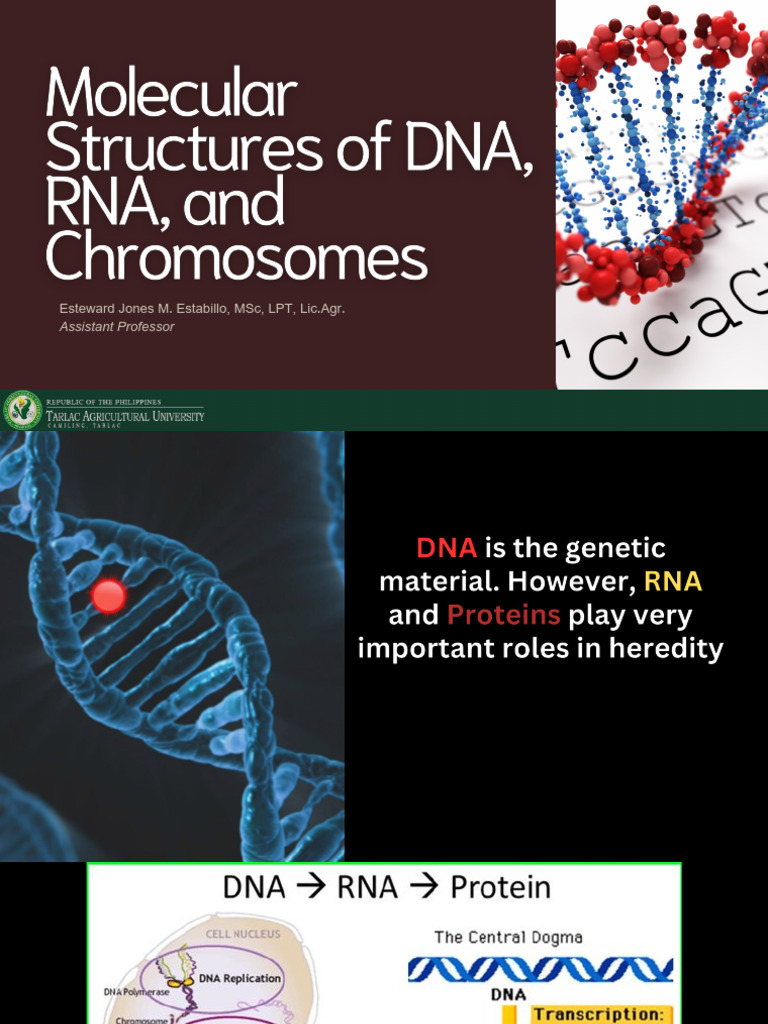 Lesson 11. Molecular Structure of DNA RNA and Proteins | PDF