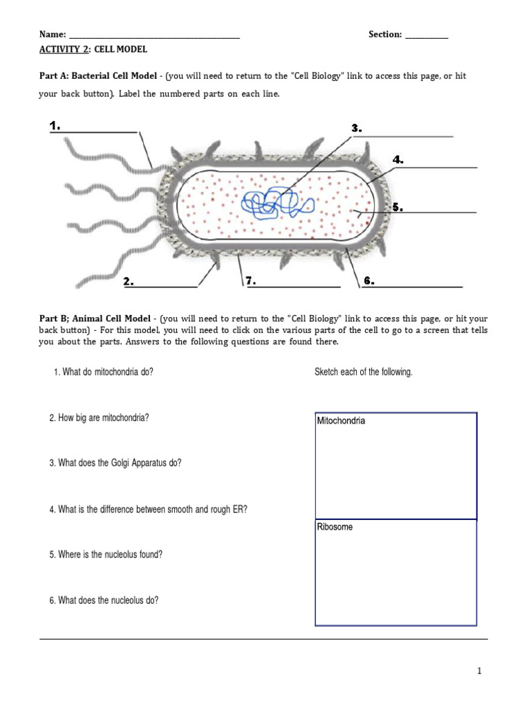 Cell Exploration Files Portfolio | PDF | Cell (Biology) | Endoplasmic ...