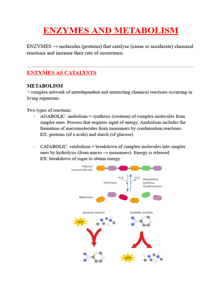 C1.1 - Enzymes and Metabolism | PDF | Enzyme | Active Site