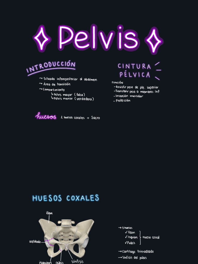 Anatomía de la Pelvis: Estructura y Función | PDF | Pelvis | Sistema ...