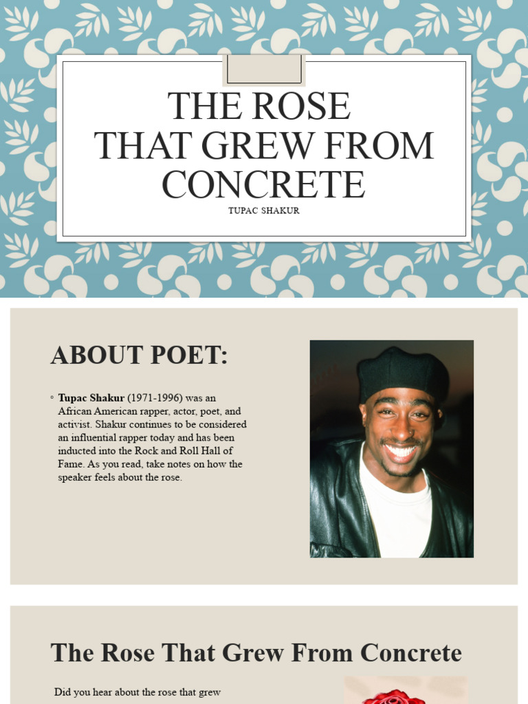 The Rose That Grew From Concrete | PDF | Poetry