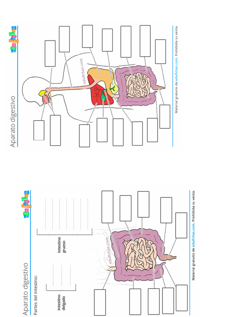 Actividad Digestivo | PDF