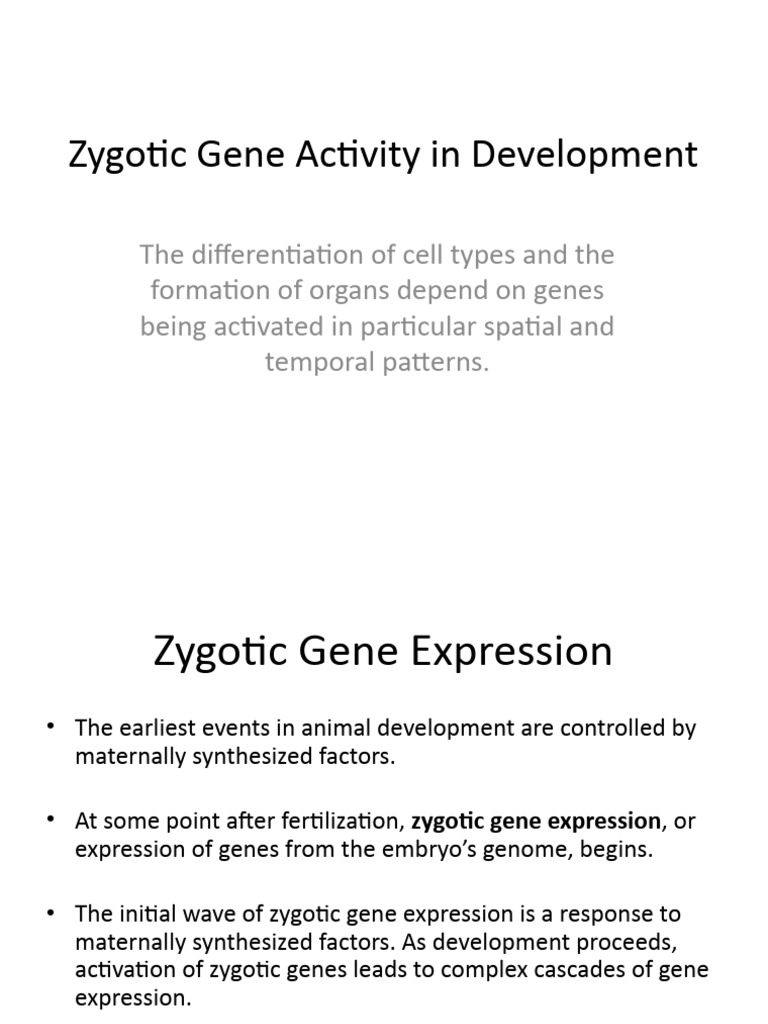 Zygotic Gene Activity in Development | PDF | Biotechnology | Reproduction