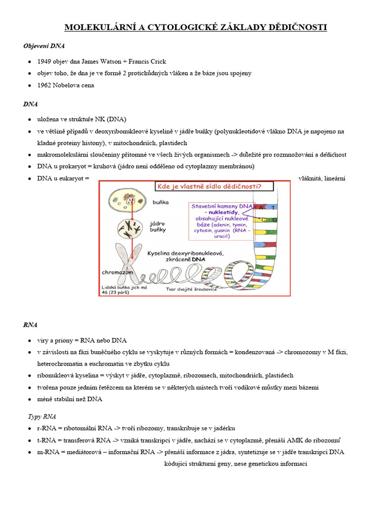 Molekulární A Cytologické Základy Dědičnosti | PDF