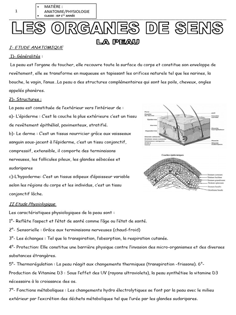 19-Les Organes de Sens | PDF | Oreille | Langue