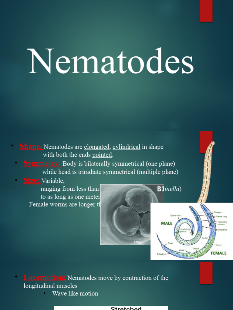 Aya Nematode Intro+ Ascaris Biology | Download Free PDF | Nematode | Zoology