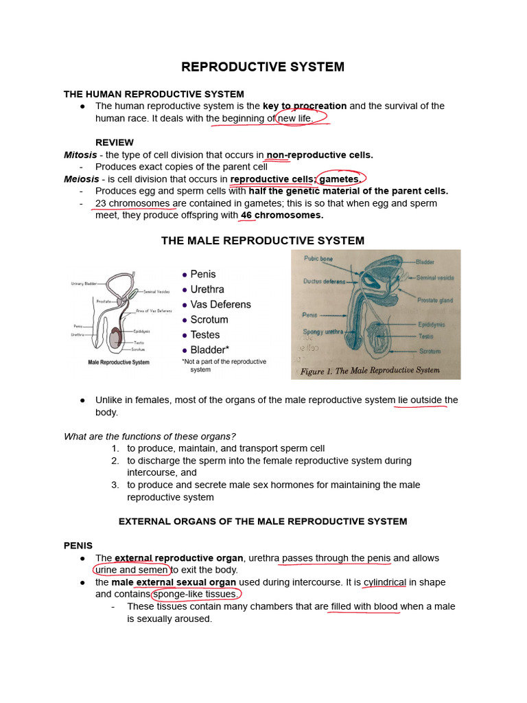 The Male Reproductive System | PDF | Labia | Dna