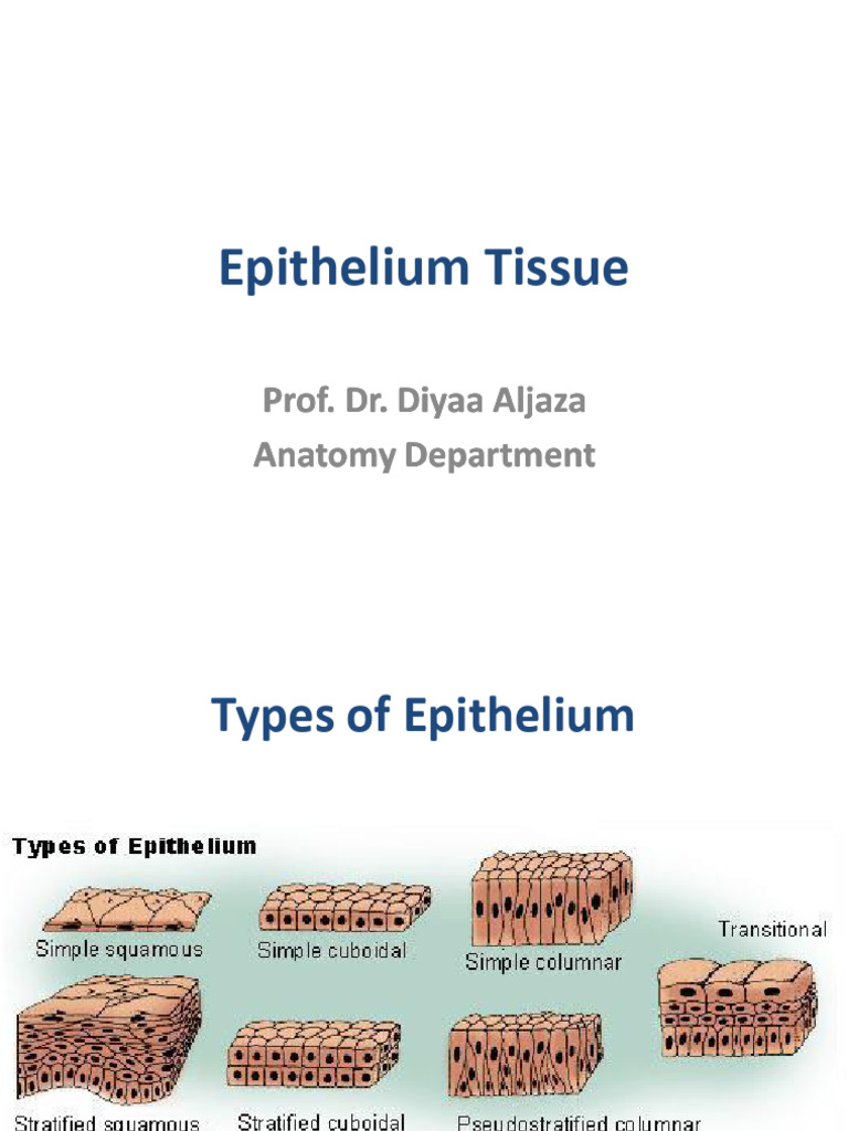 Epithelium Tissue | PDF