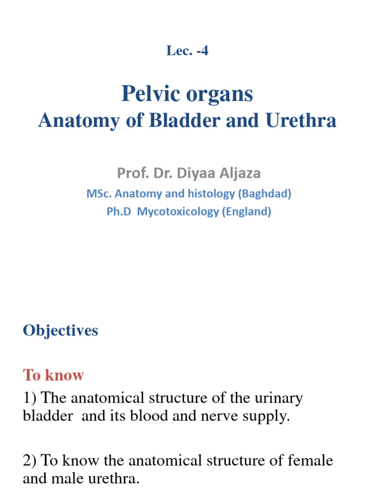 lect4 pelvis | PDF | Prostate | Urination