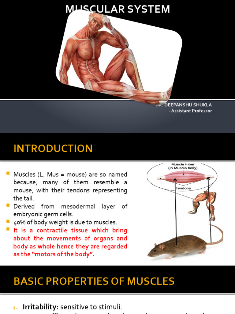 Muscular System | PDF | Muscle | Muscle Contraction