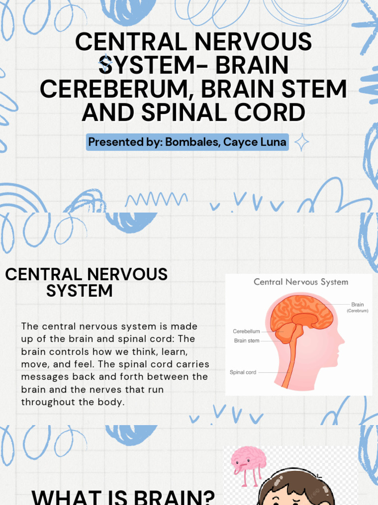 Central Nervous System 2 | PDF | Brainstem | Central Nervous System