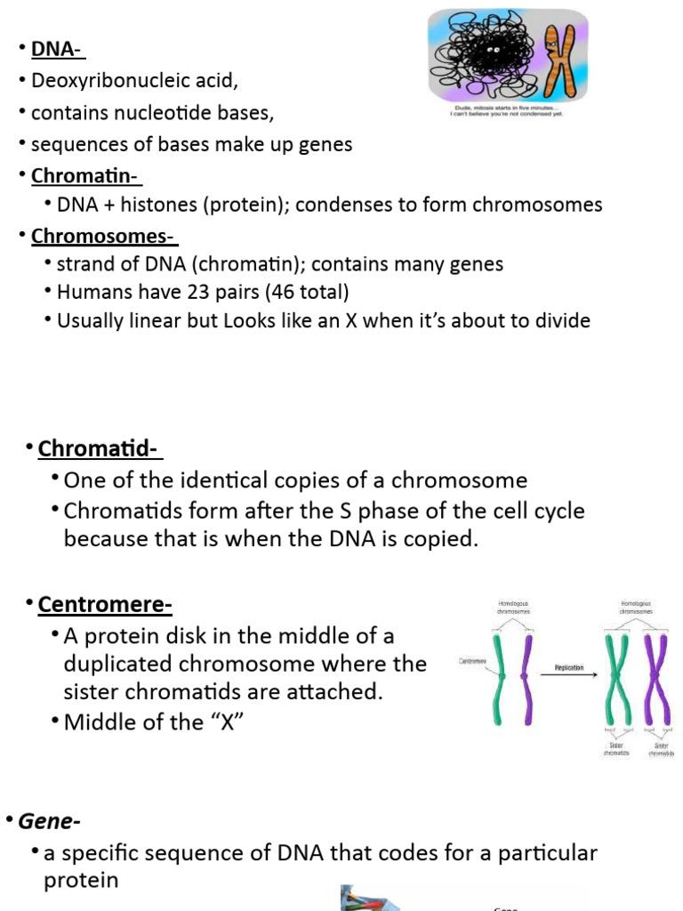 Mitosis Cell Cycle Student Notes 2023 | PDF | Mitosis | Chromosome