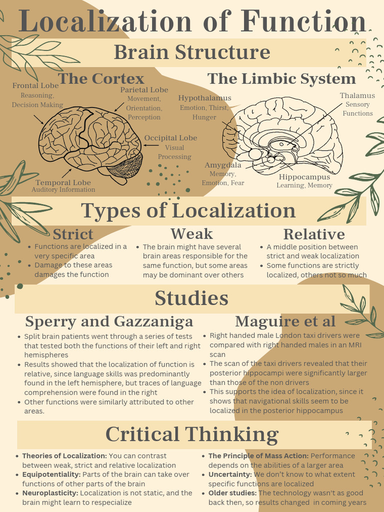 Localization of Function IB Psychology Review Sheet | PDF | Hippocampus | Brain
