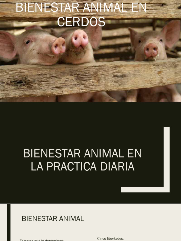 Bienestar Animal en Cerdos | PDF | Cerdo